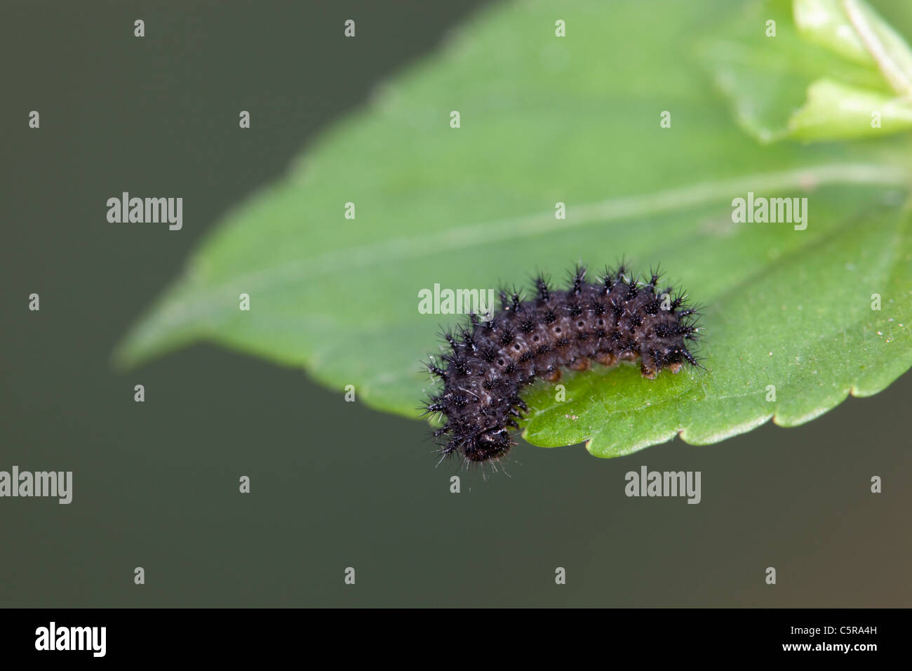 Violet leaf hi-res stock photography and images - Alamy