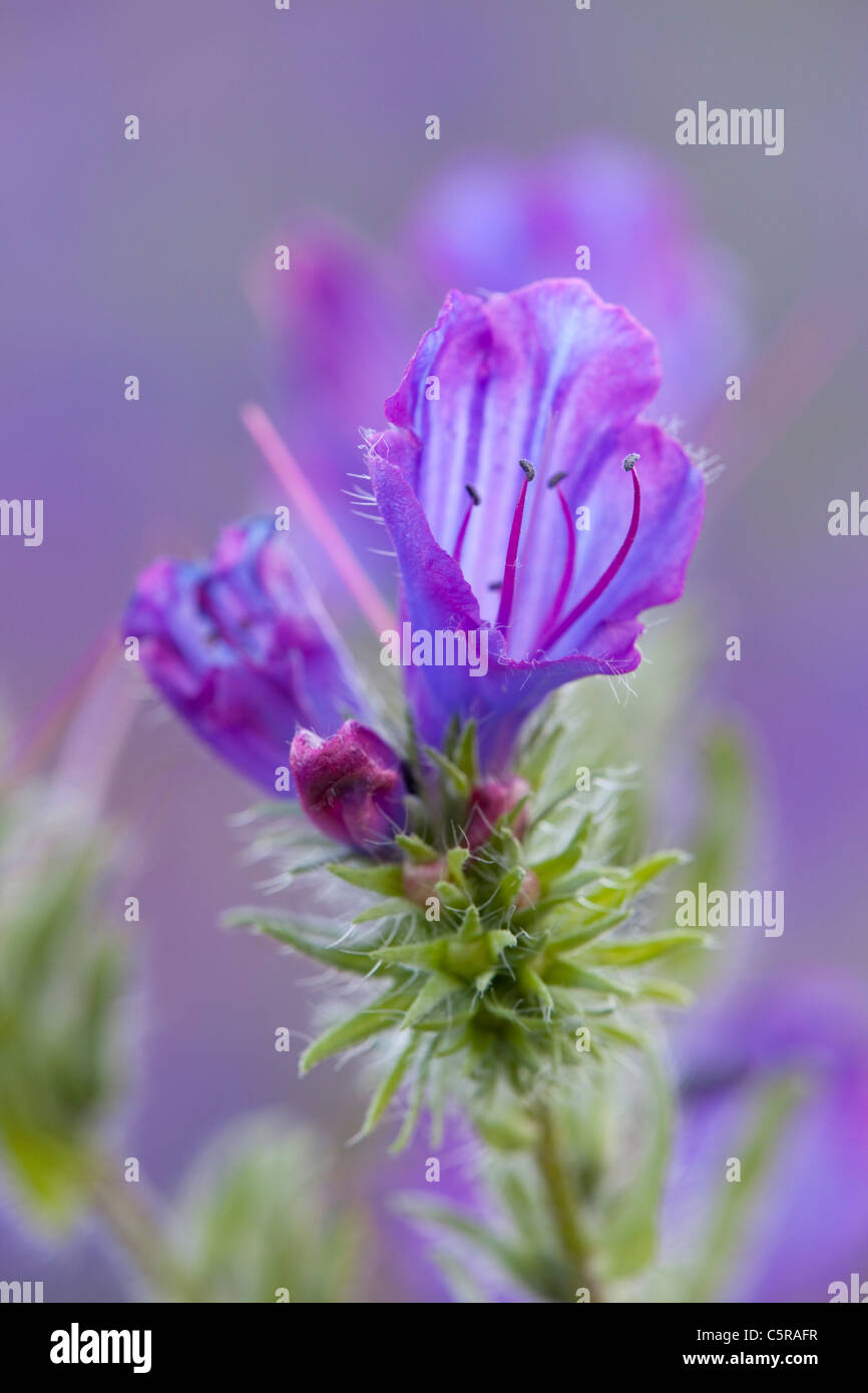 Purple viper’s bugloss hi-res stock photography and images - Alamy