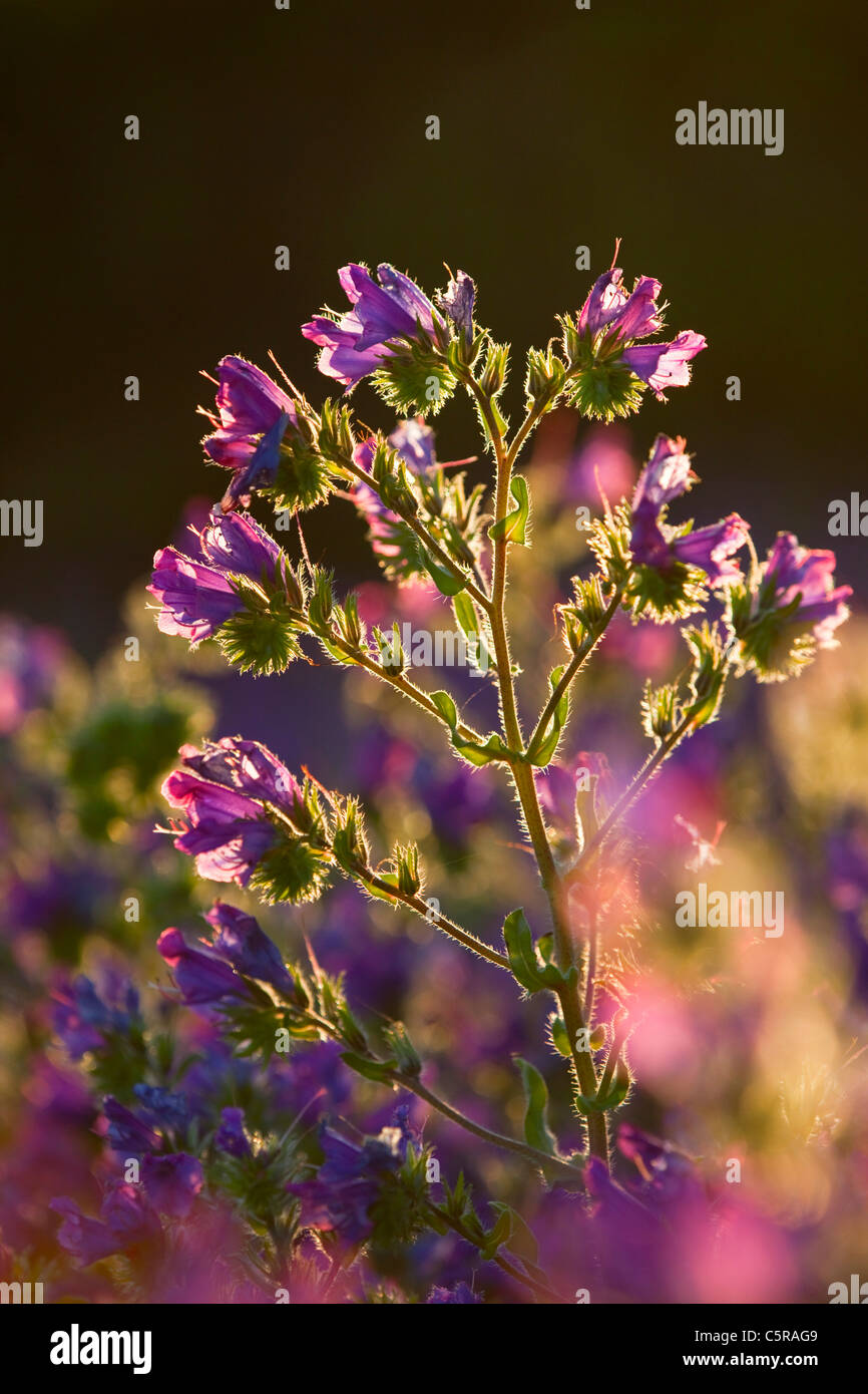 Purple viper’s bugloss cornwall hi-res stock photography and images - Alamy