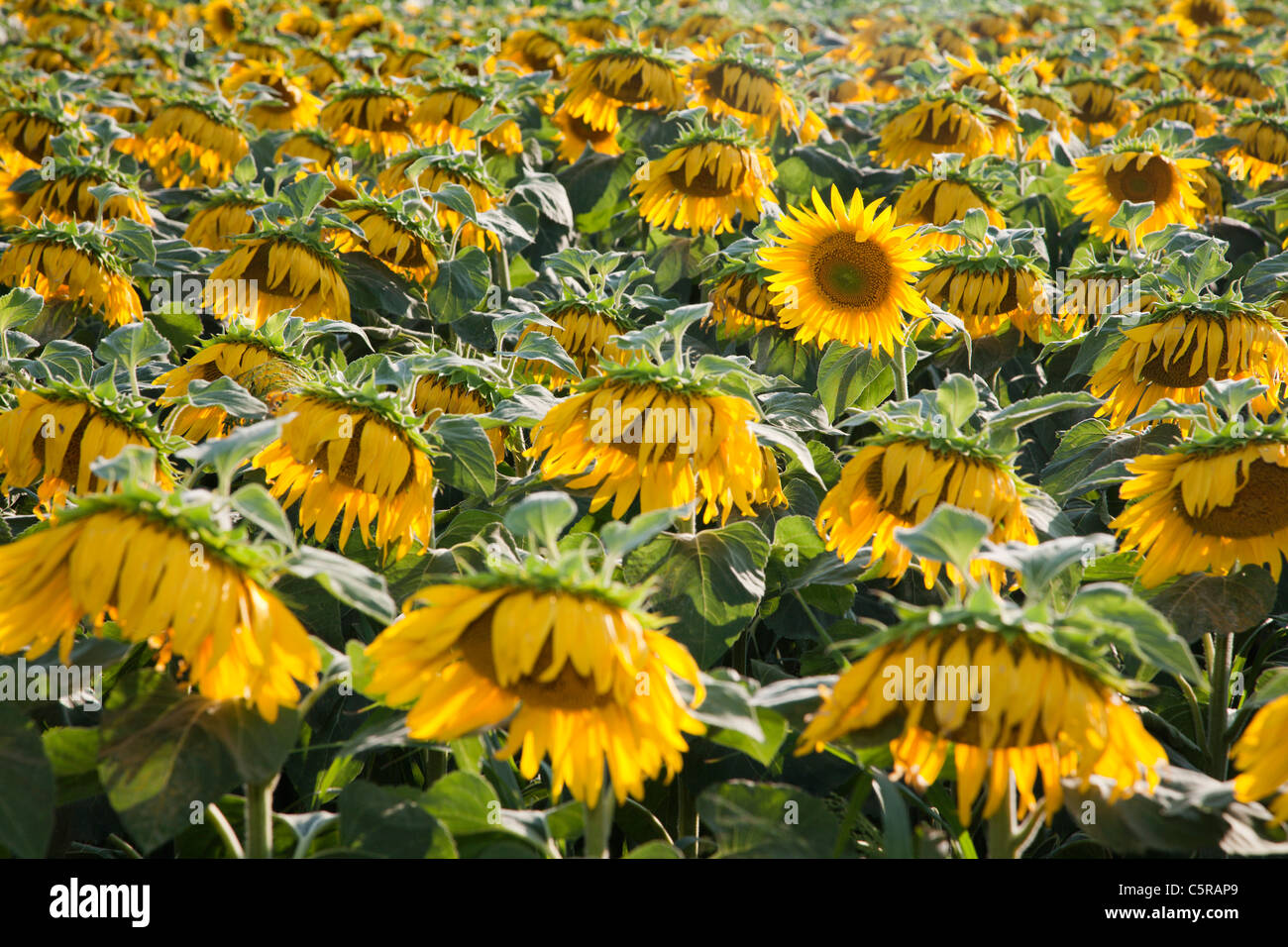 Sulflowers hi-res stock photography and images - Alamy