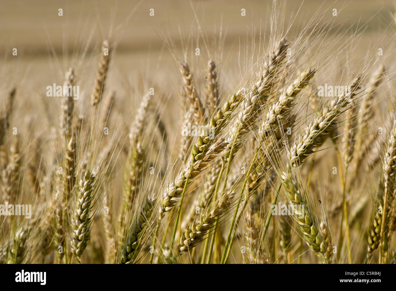 detail of crops for the harvest Stock Photo - Alamy