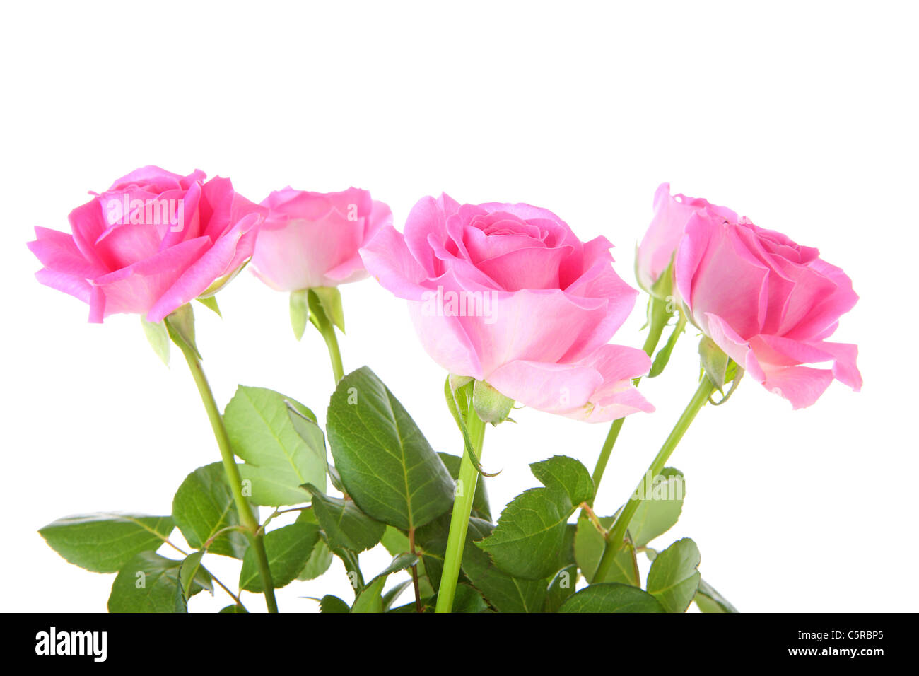 Five pink roses over white background Stock Photo - Alamy