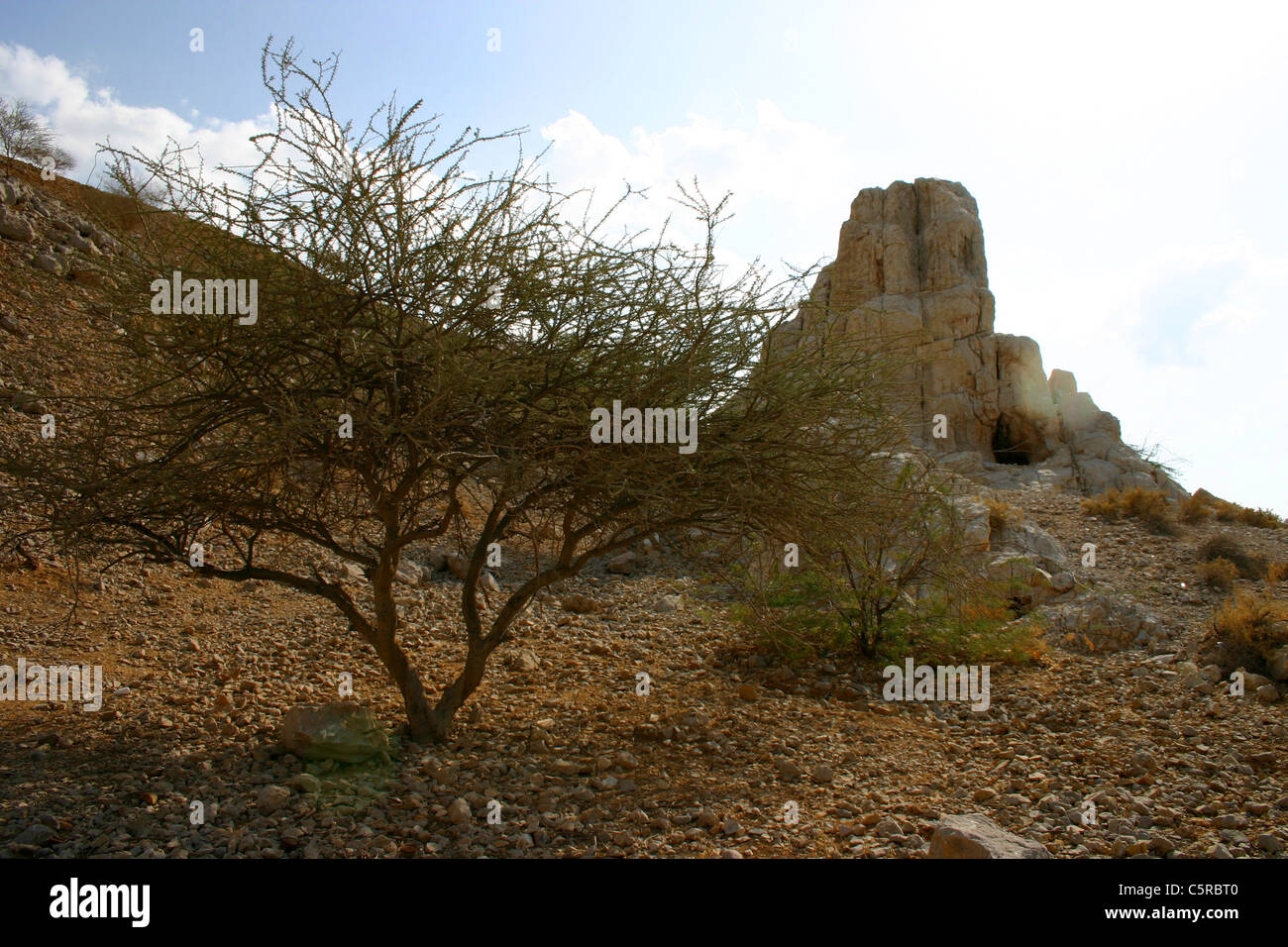 Tree in rocks, RAK mountains, UAE Stock Photo - Alamy