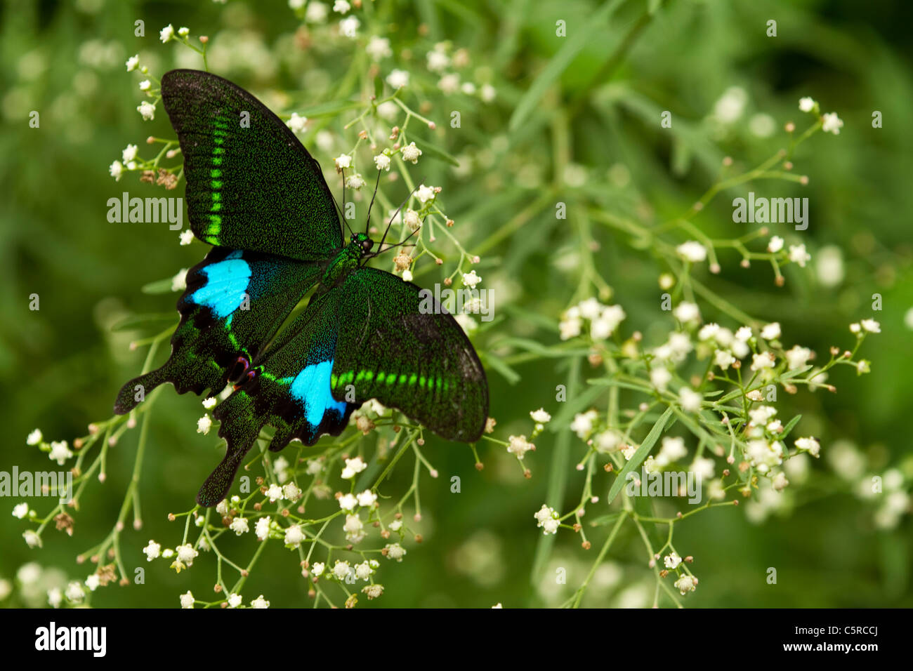 Paris peacock butterfly hi-res stock photography and images - Alamy