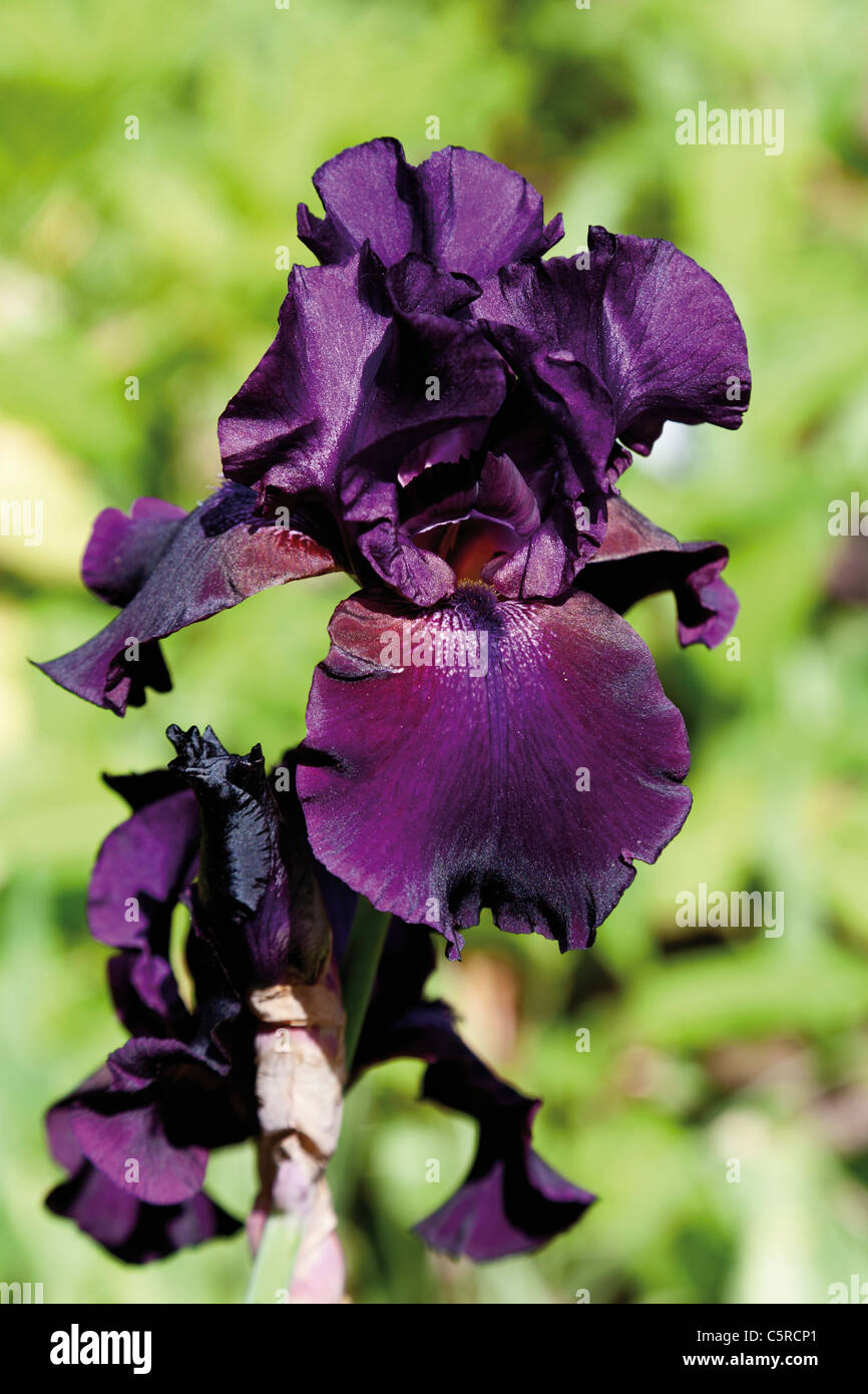 Orris plant hi-res stock photography and images - Alamy