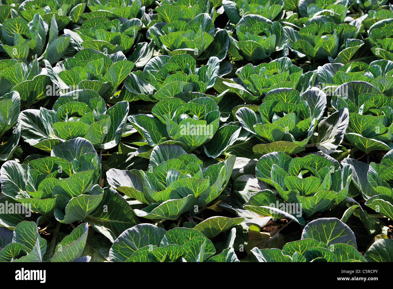 Germany, View of White cabbages cultivation Stock Photo - Alamy