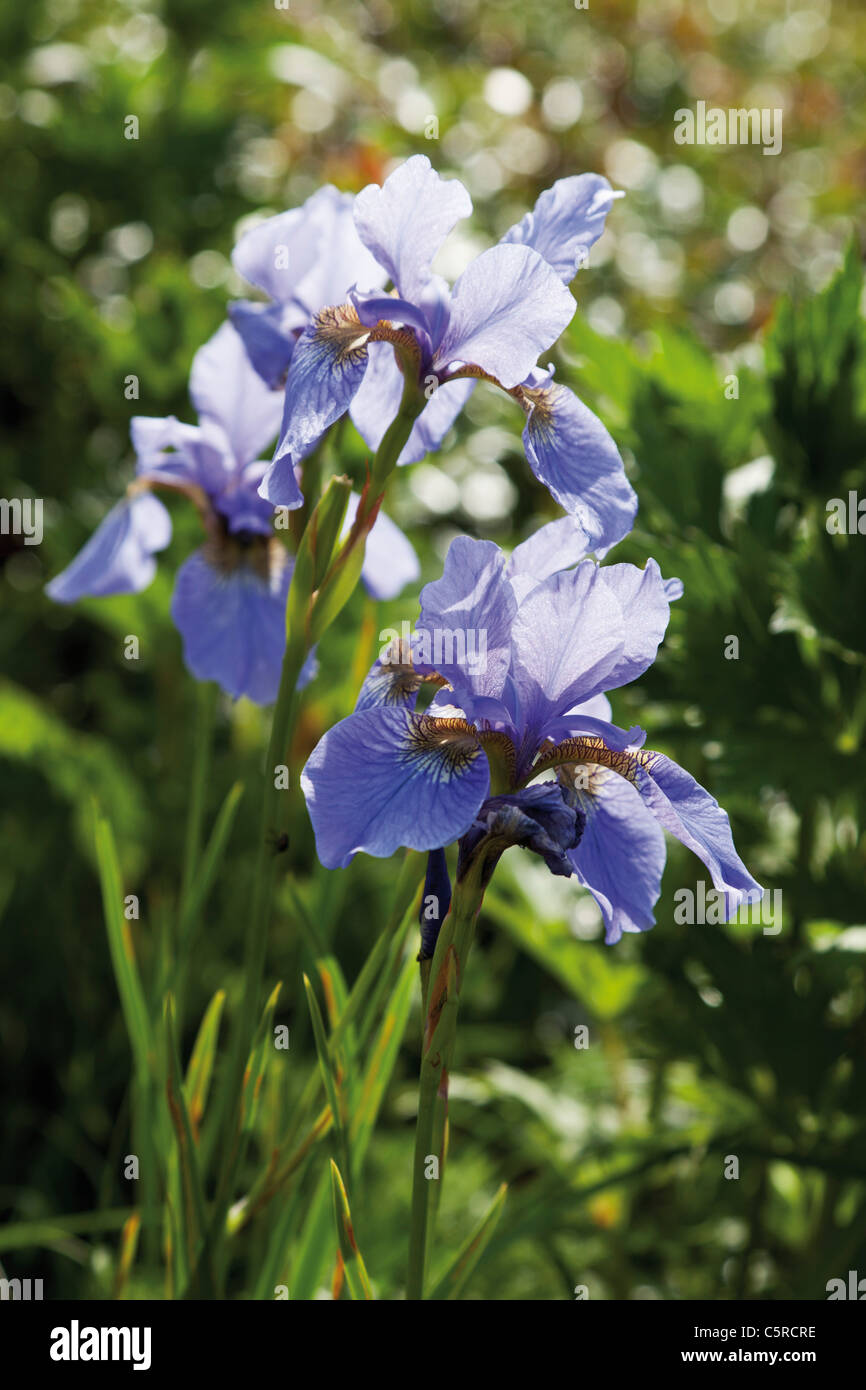Iris flower photography hi-res stock photography and images - Alamy
