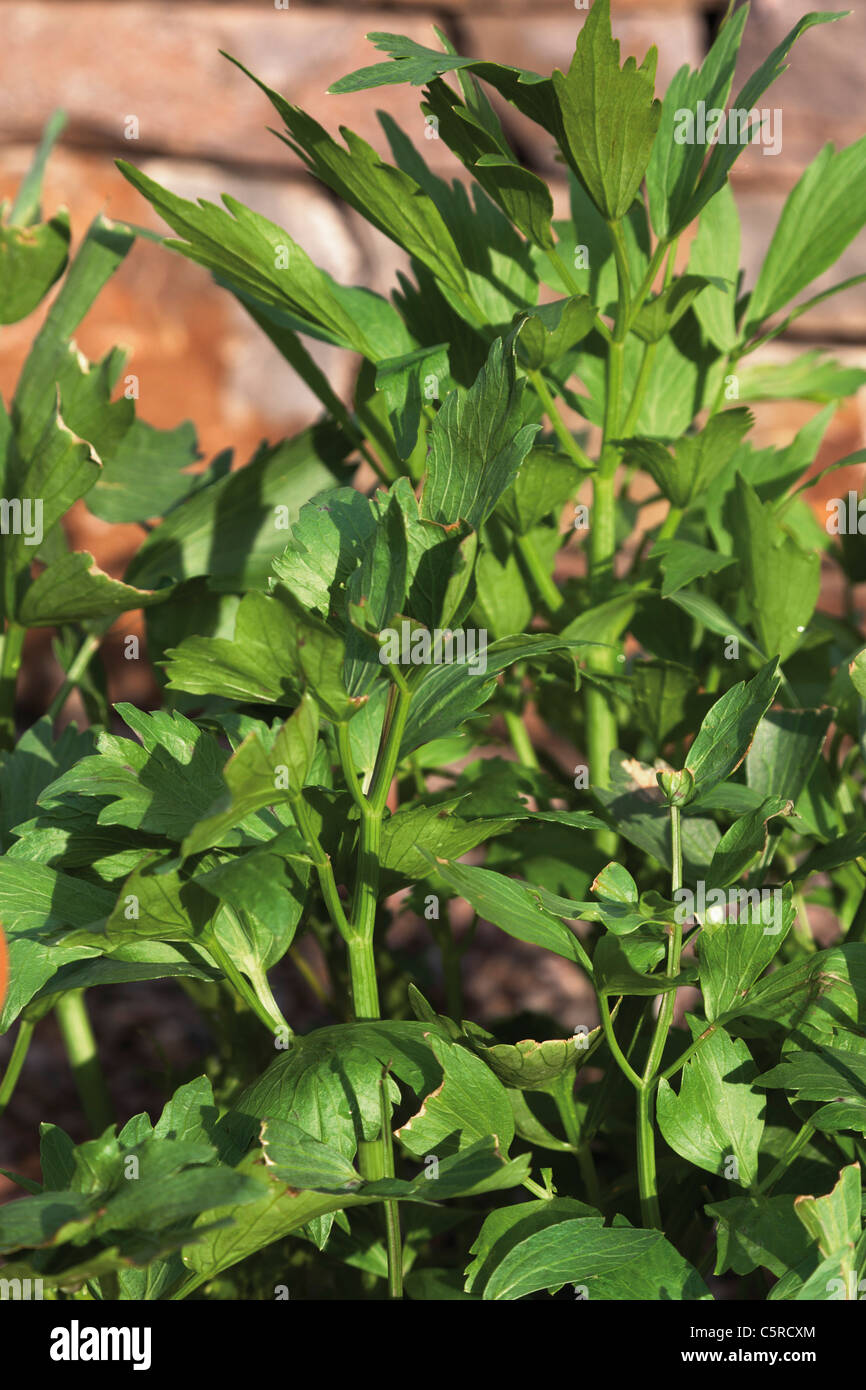 Germany, Close up of lovage plant Stock Photo - Alamy