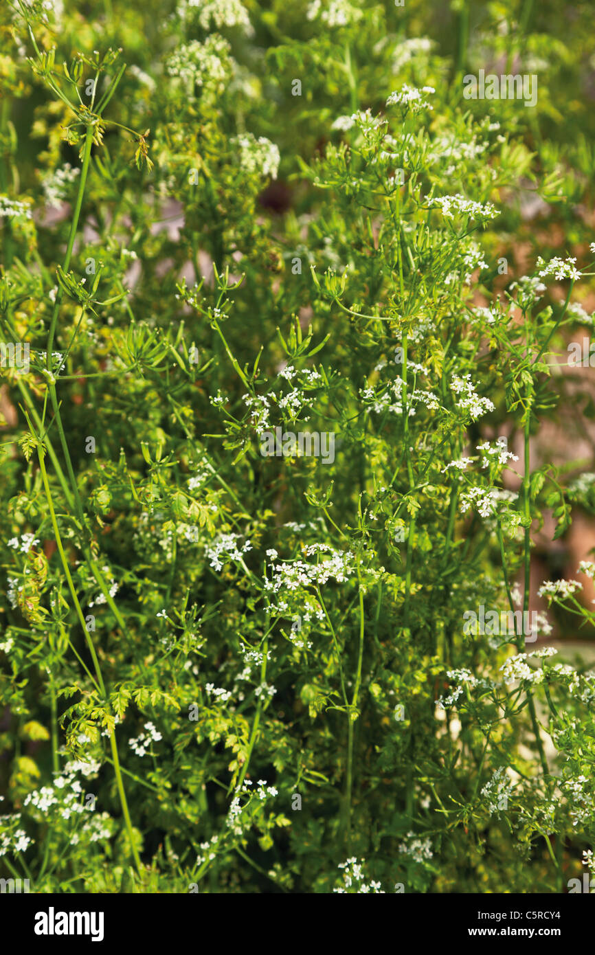 Chervil plant hi-res stock photography and images - Alamy
