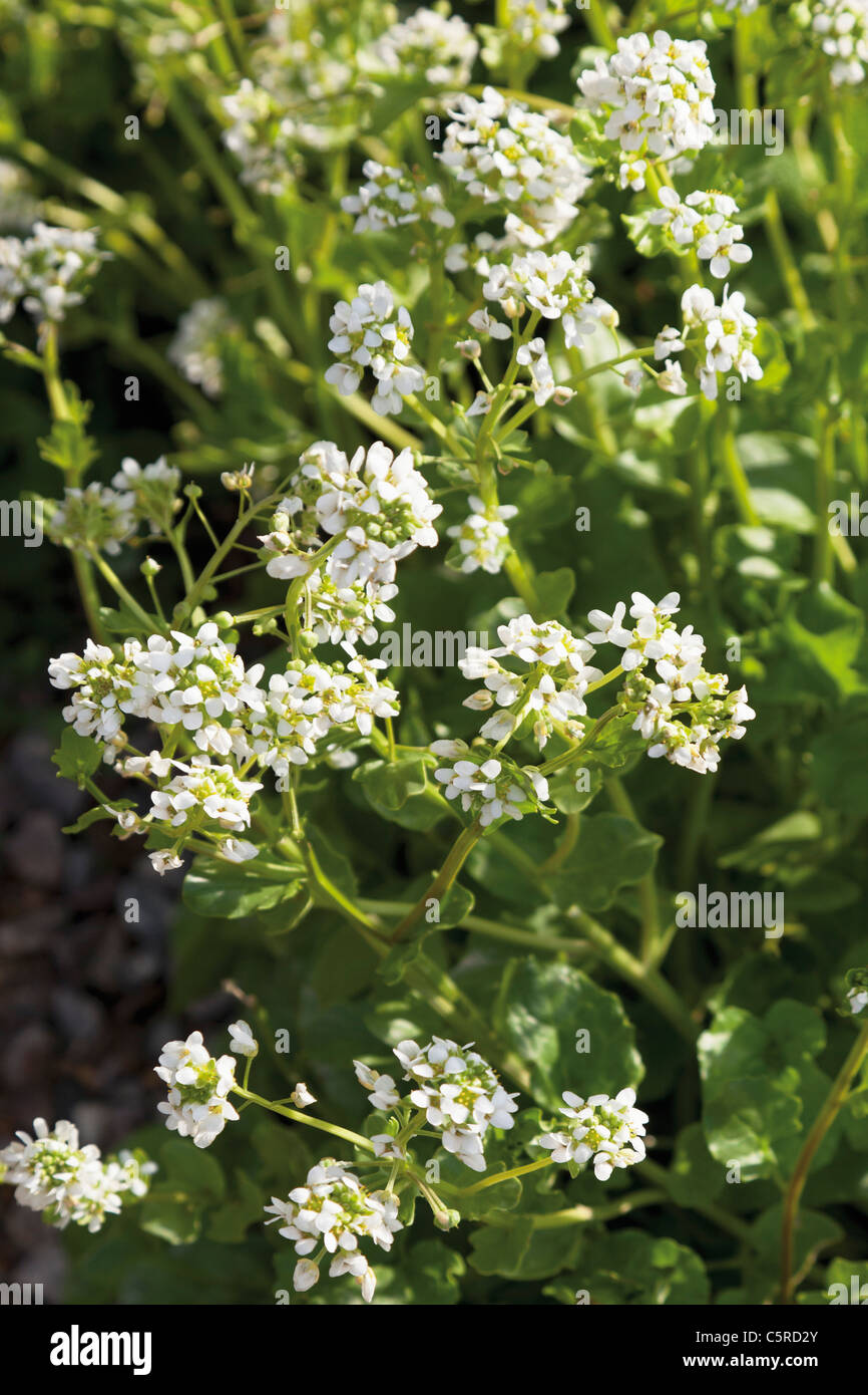 Germany, Close up of Cochlearia officinalis plant Stock Photo - Alamy