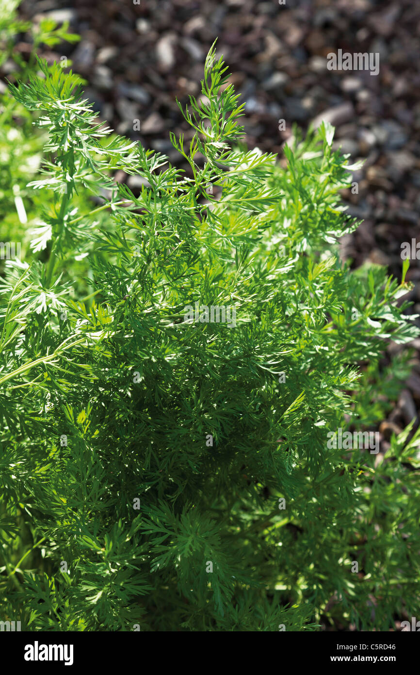 Caraway plant hi-res stock photography and images - Alamy