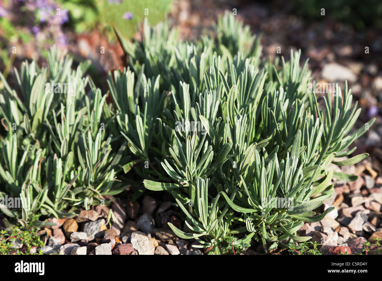 Lavender Plant High Resolution Stock Photography and Images - Alamy