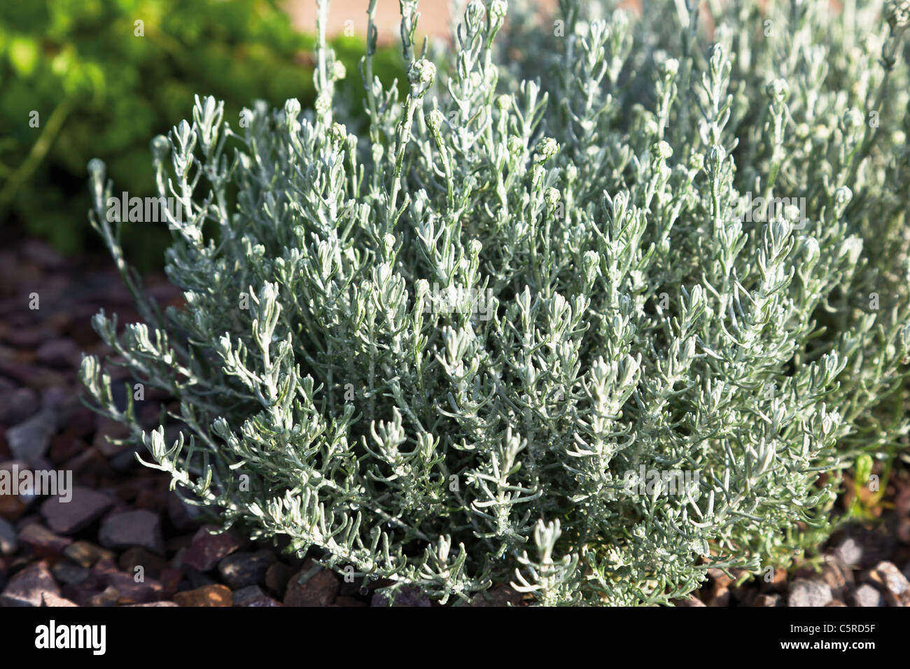 Germany, Close up of Helichrysum italicum plant Stock Photo - Alamy