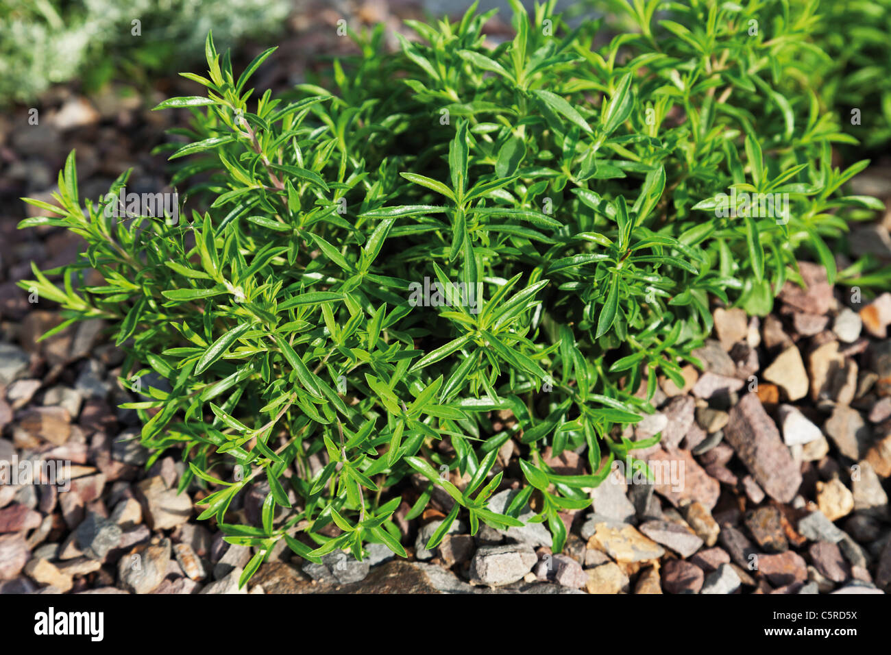 Germany, Close up of Satureja montana plant Stock Photo - Alamy