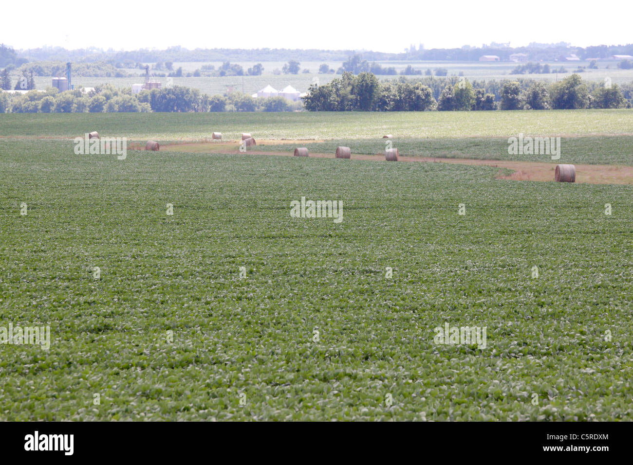 Farming soyabean usa hi-res stock photography and images - Alamy