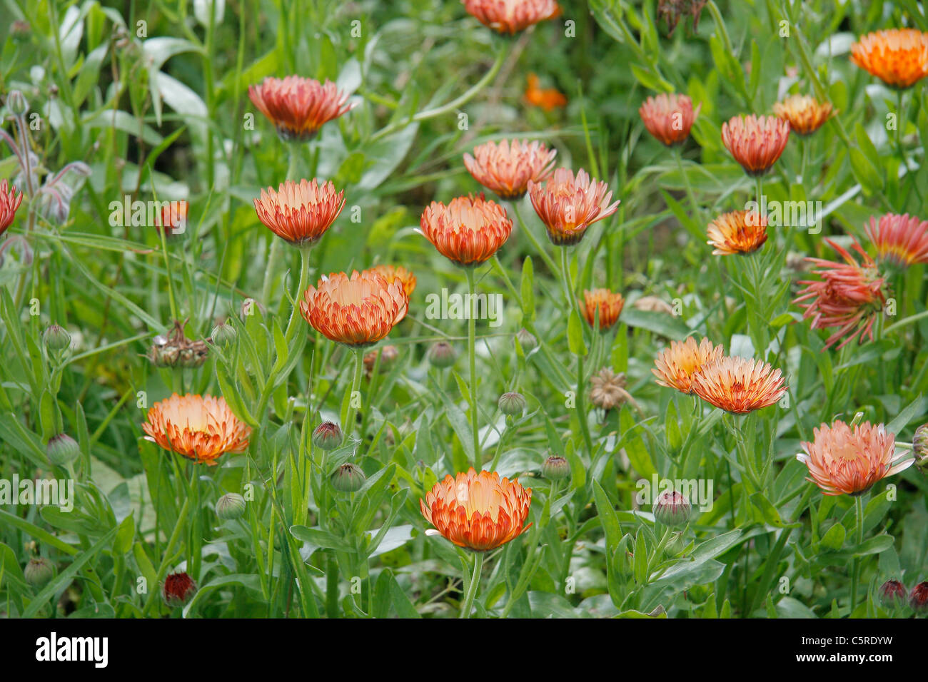 Bracteata hi-res stock photography and images - Alamy