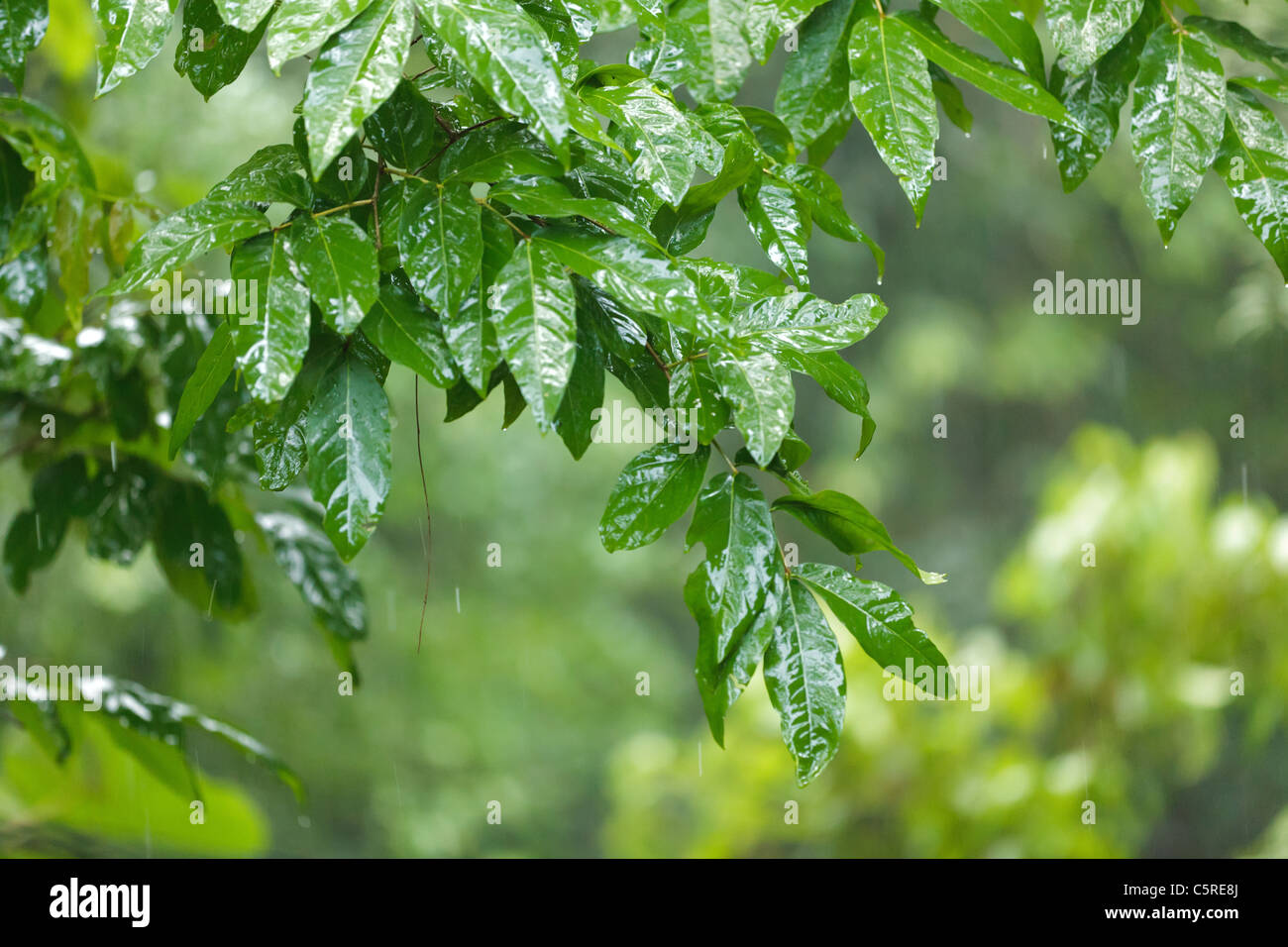 Rain Falling On Trees Wind And Rain Bring Down Big Trees In Ann Arbor