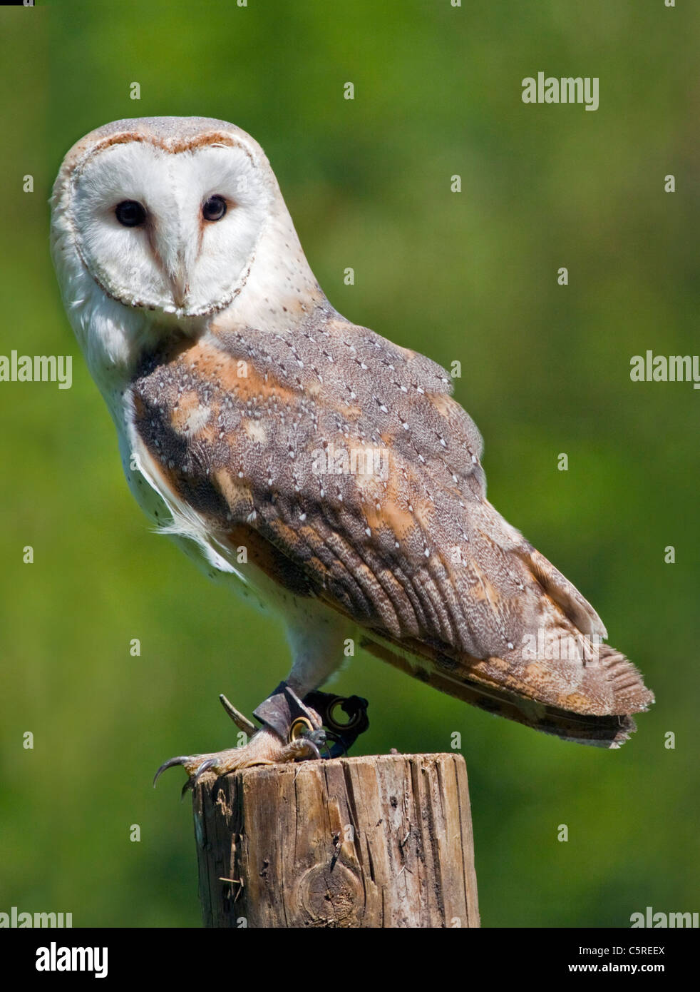 Barn Owl (tyto alba Stock Photo - Alamy
