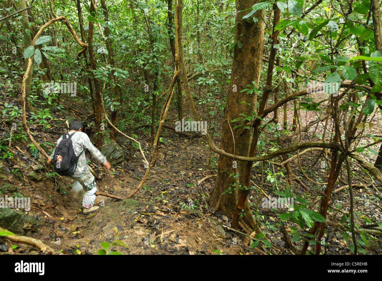 ranger guide exploring tropical rainforest, kaeng krachan national park ...