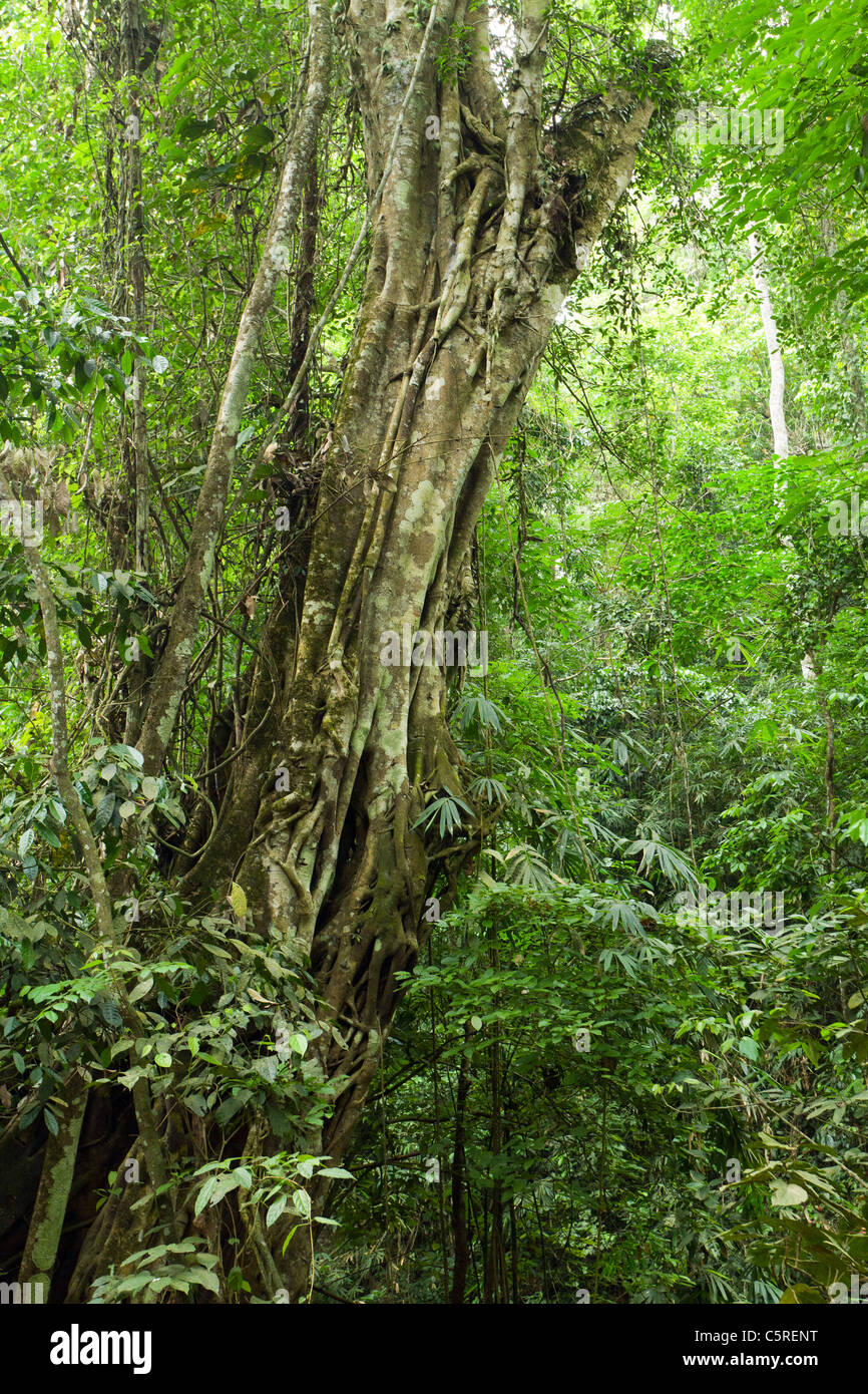 big tree trunk in tropical rainforest, kaeng krachan national park ...