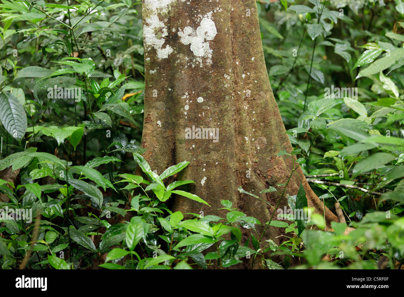 big tree trunk in tropical rainforest, kaeng krachan national park ...