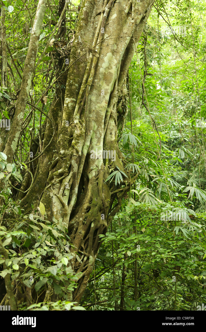 big tree trunk in tropical rainforest, kaeng krachan national park ...