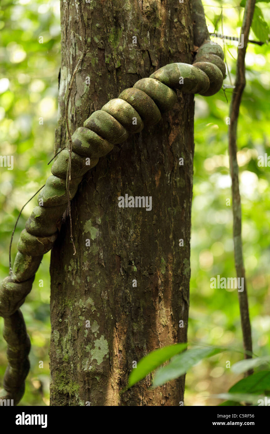 tropical vines climbing around tree trunk, kaeng krachan national park ...