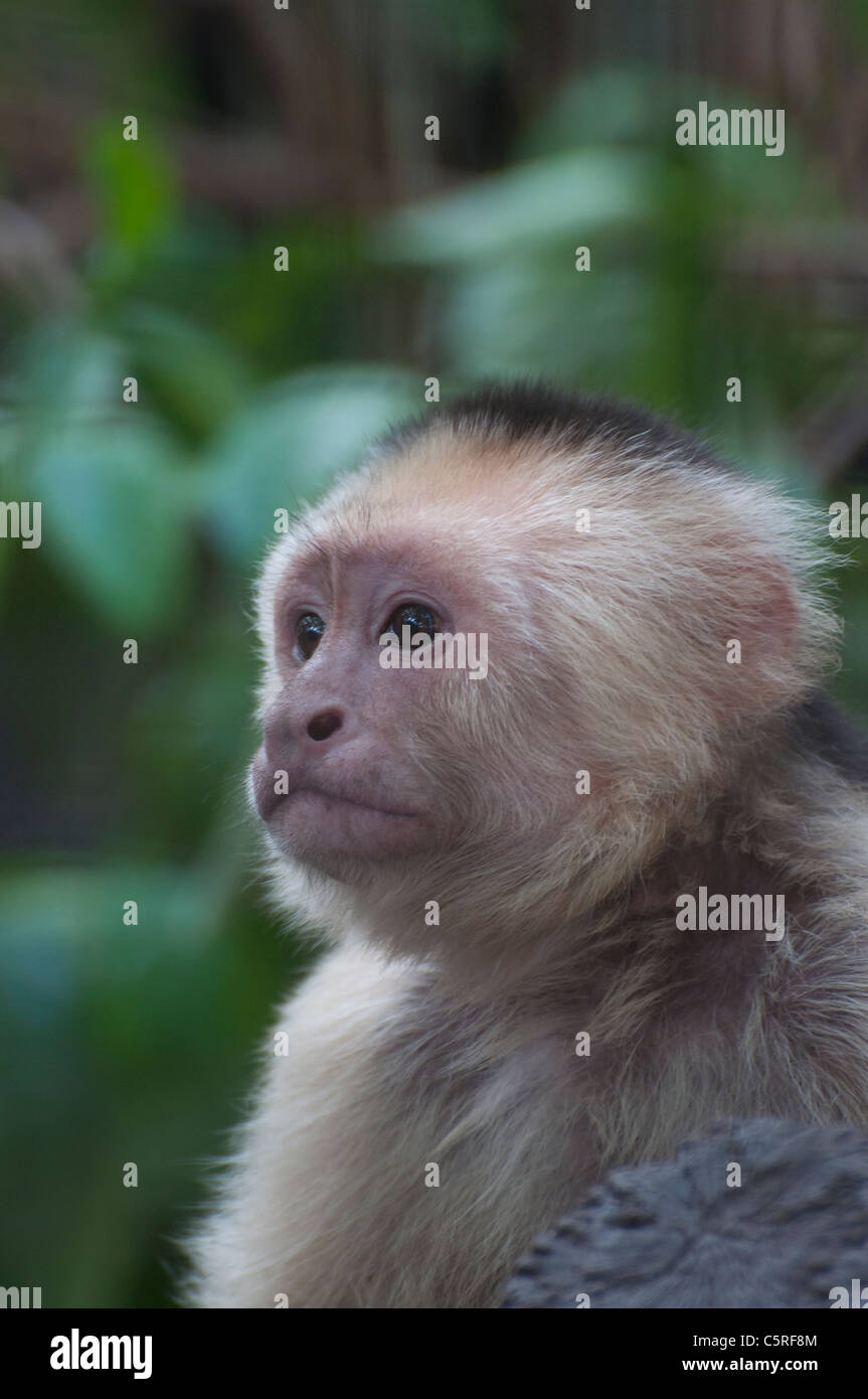 Santa Fe College Teaching Zoo Gainesville Florida. White throated ...