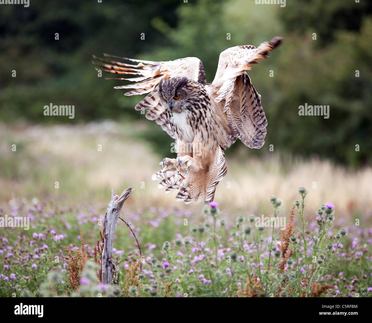Owl with kill hi-res stock photography and images - Alamy