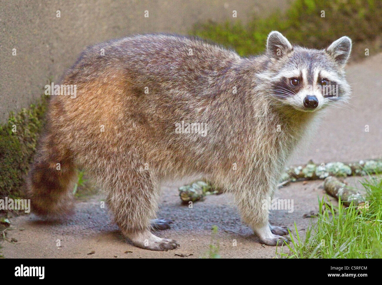North American Raccoon (procyon lotor Stock Photo - Alamy