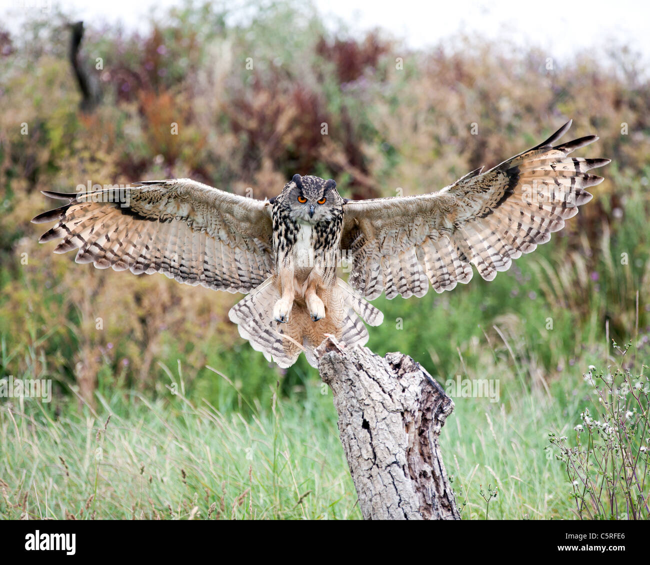 Owl wing span hi-res stock photography and images - Alamy