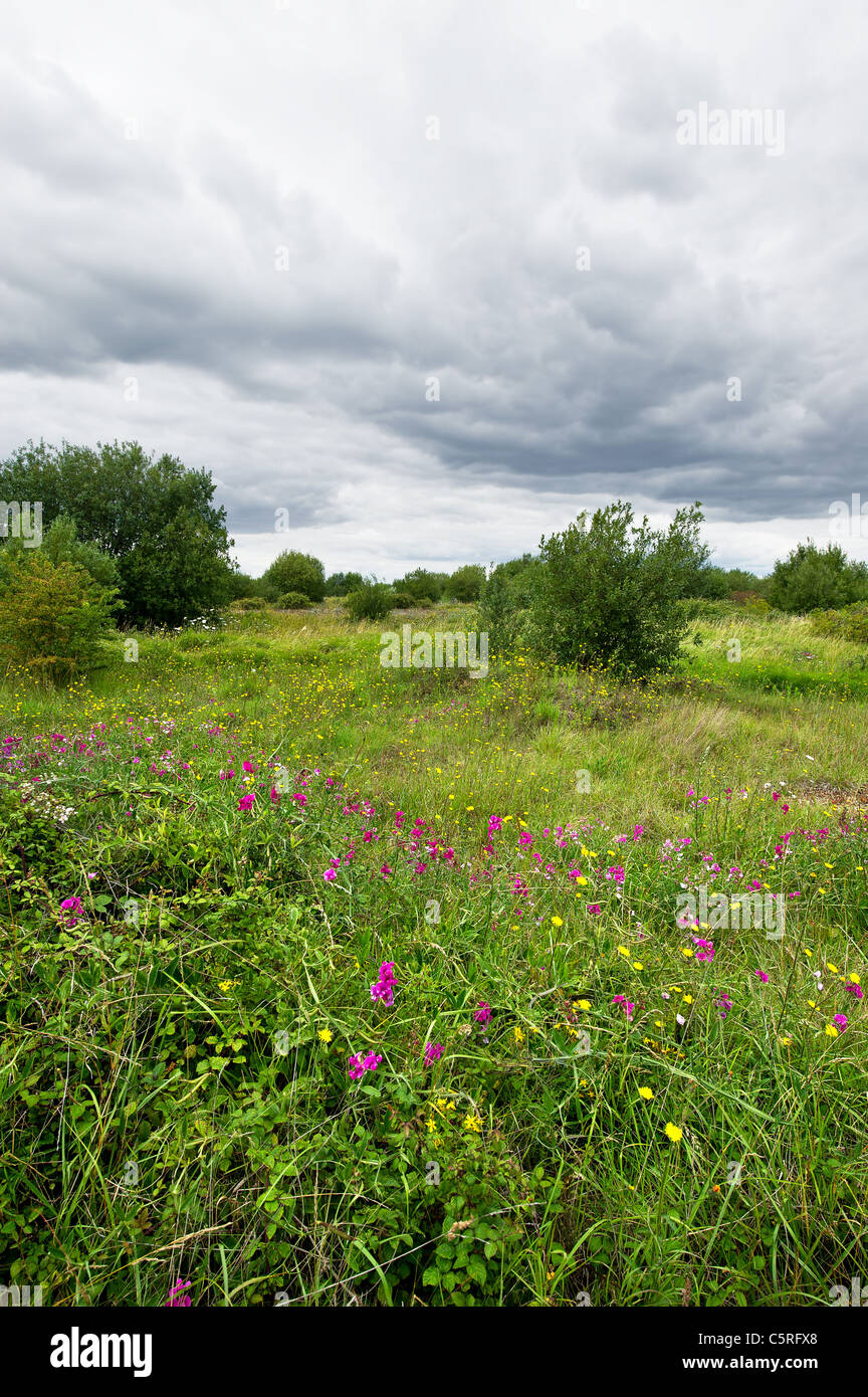 Canvey Wick nature reserve on Canvey Island in Essex Stock Photo - Alamy