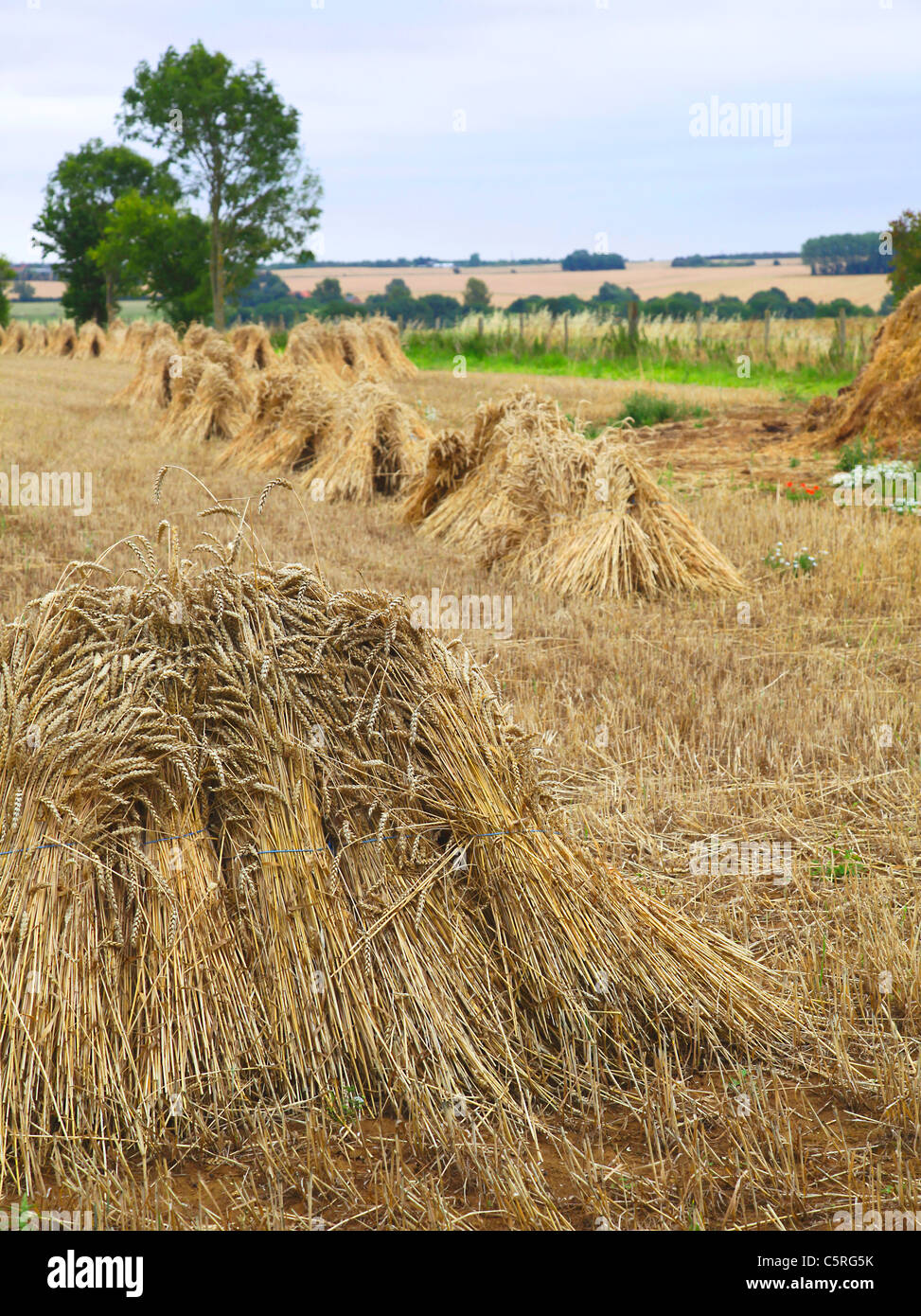 A farm using traditional stooks to dry wheat for use in thatching Stock ...