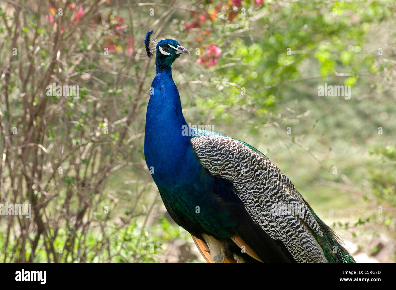 Peacock profile hi-res stock photography and images - Alamy