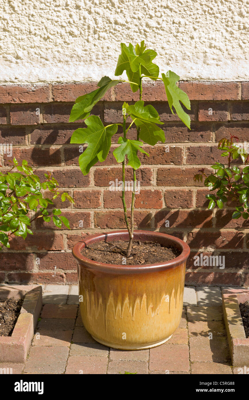 Fig growing in a container Stock Photo - Alamy