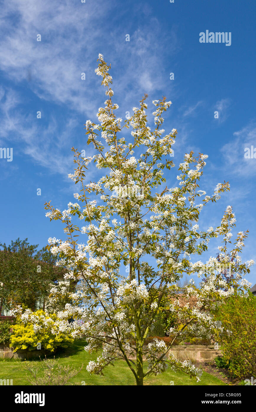 Amelanchier robin hill hi-res stock photography and images - Alamy