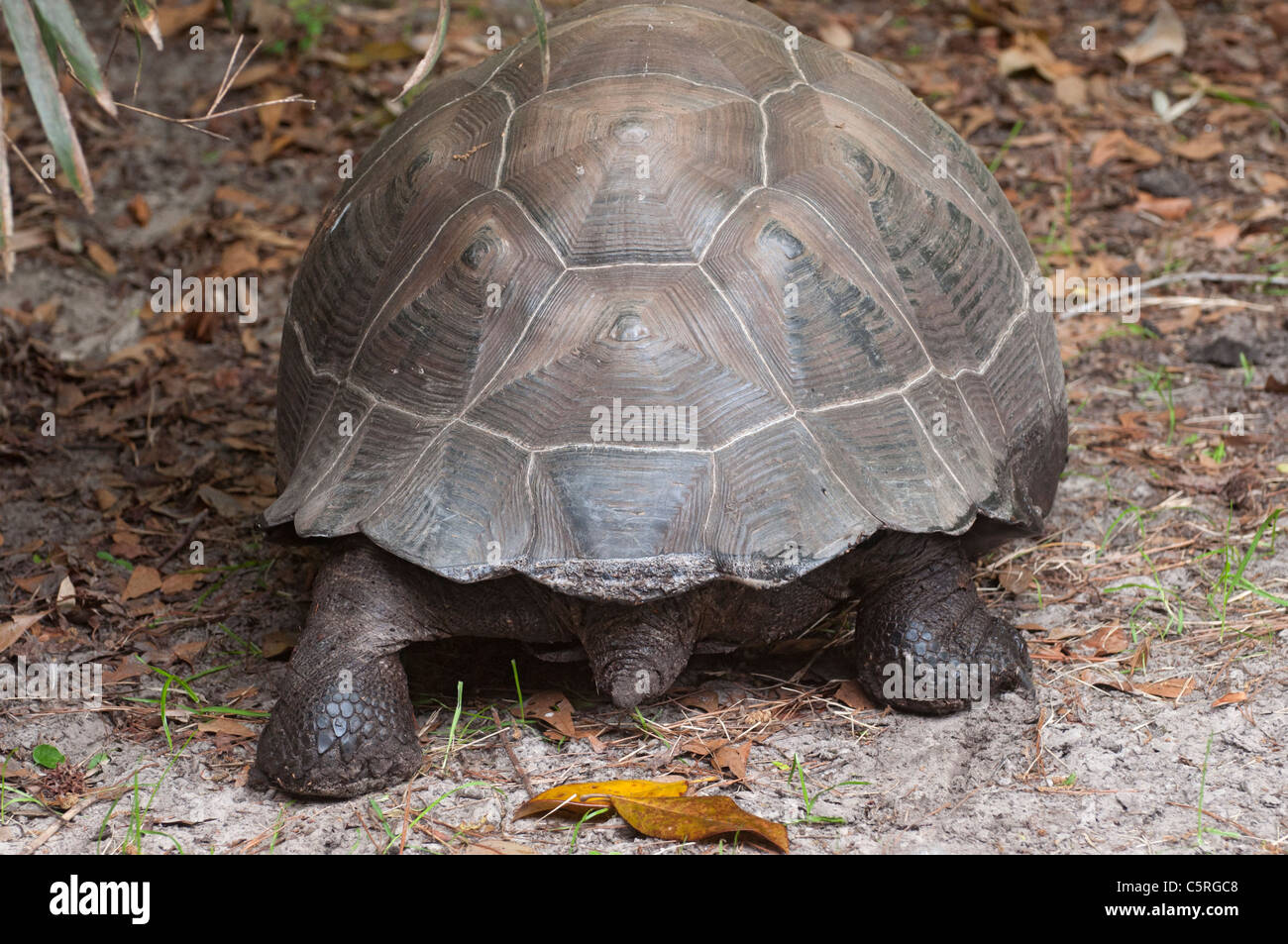 Santa Fe College Teaching Zoo Gainesville Florida. Galapagos Tortoise ...