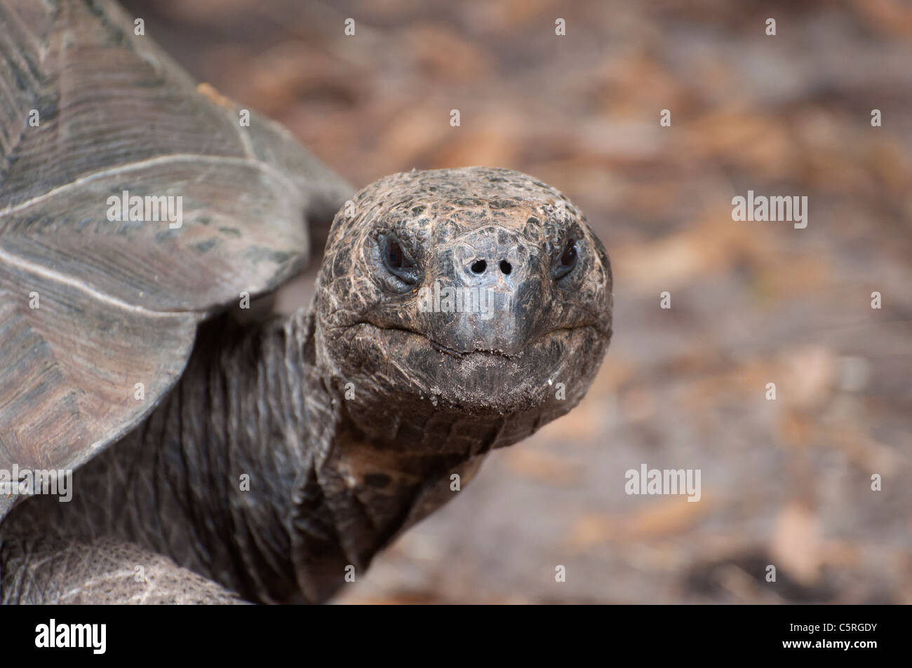 Santa Fe College Teaching Zoo Gainesville Florida. Galapagos Tortoise ...
