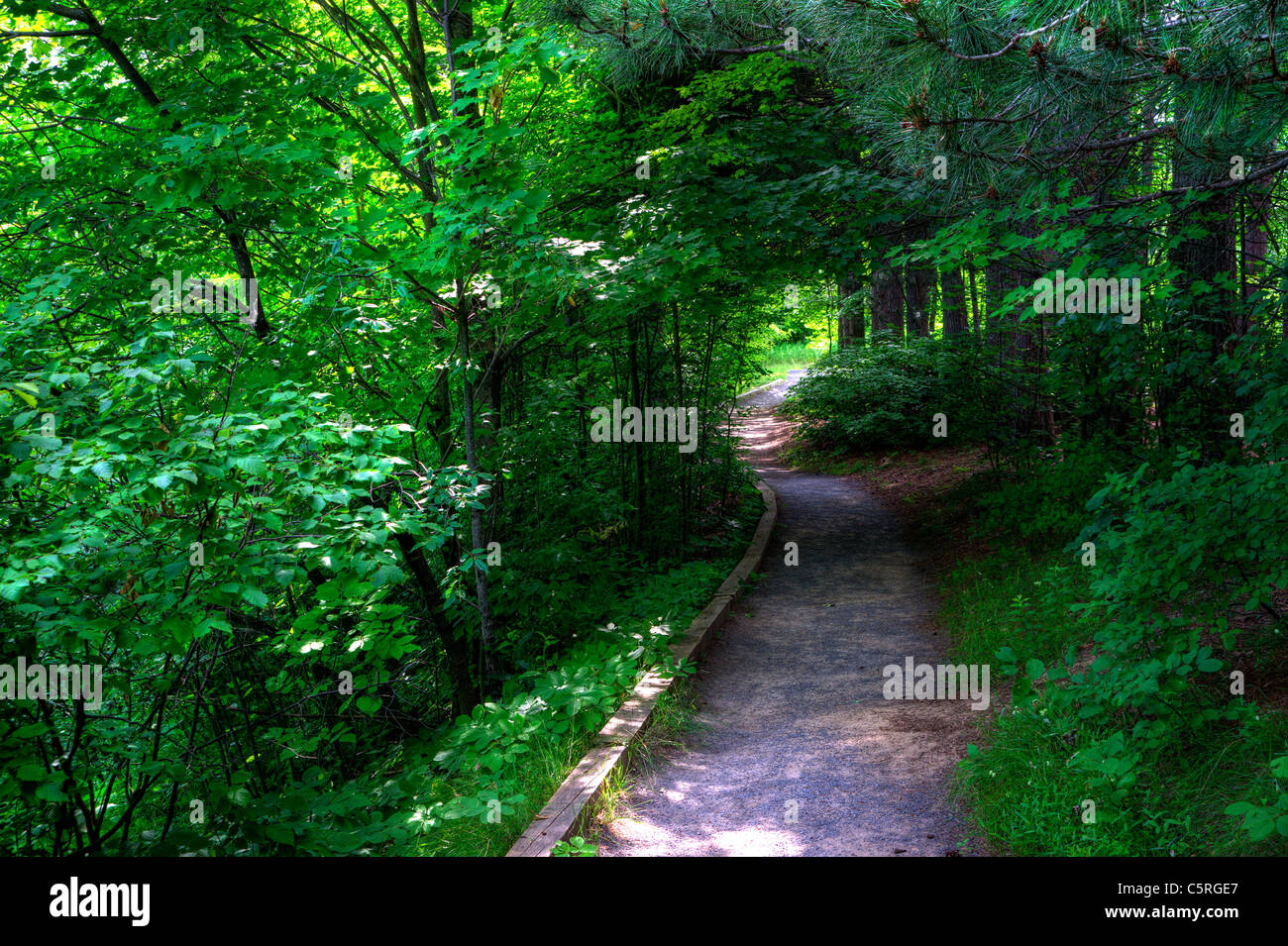 A small, gravel pathway winds through the dense bush of a lush, green ...