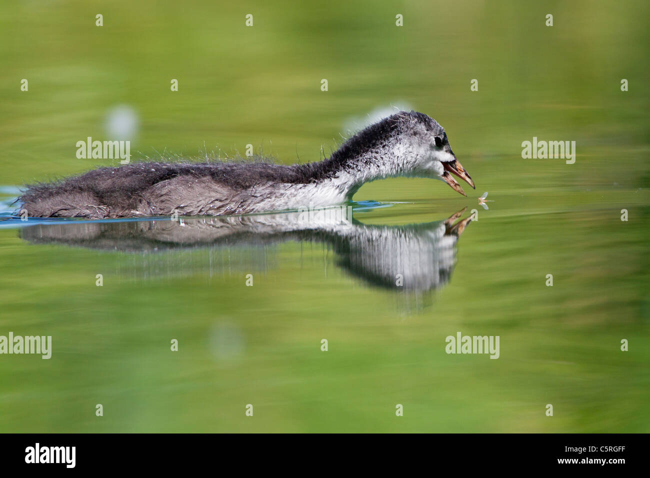 Germany, View of Eurasian Coot chick hunting mayfly in water, close up ...