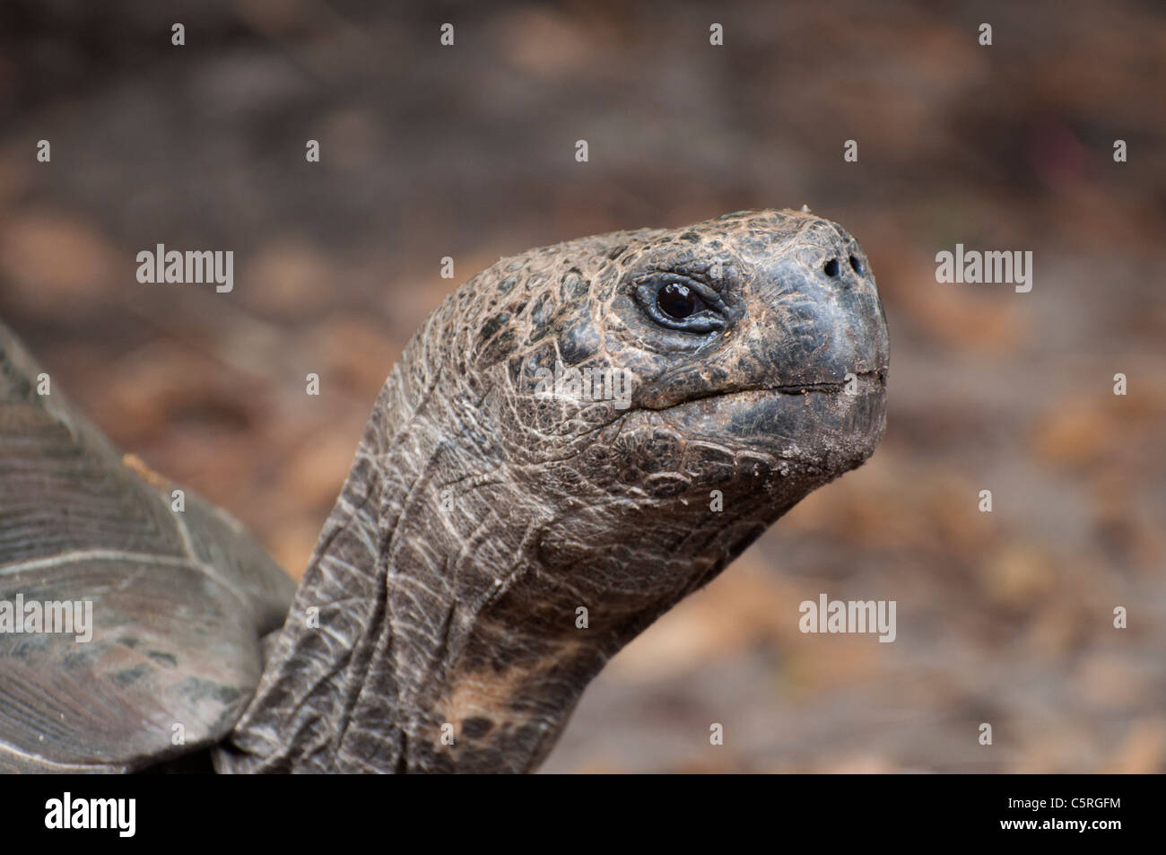 Santa Fe College Teaching Zoo Gainesville Florida. Galapagos Tortoise ...