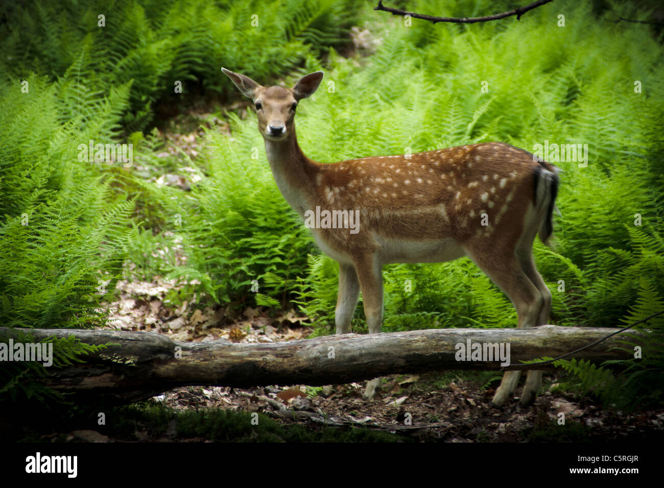 Menil fallow deer hi-res stock photography and images - Alamy