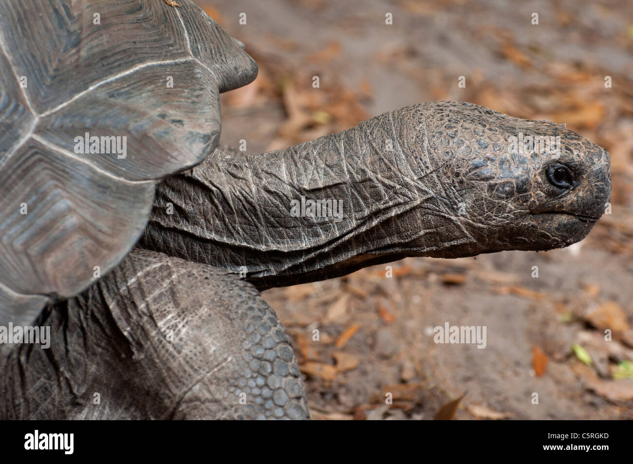 Galápagos giant tortoise head hi-res stock photography and images - Alamy