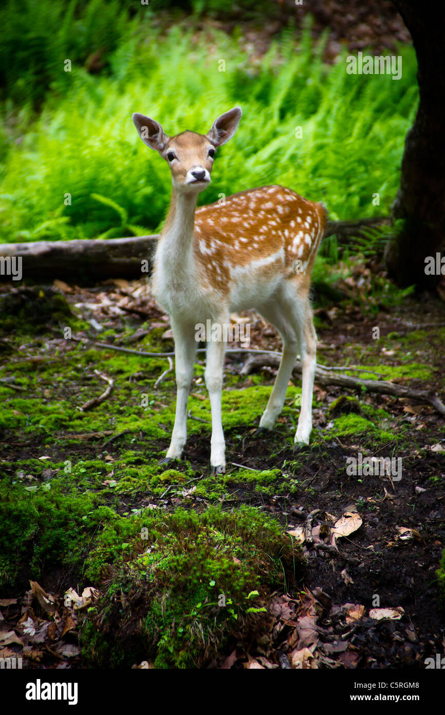 Menil fallow deer hi-res stock photography and images - Alamy