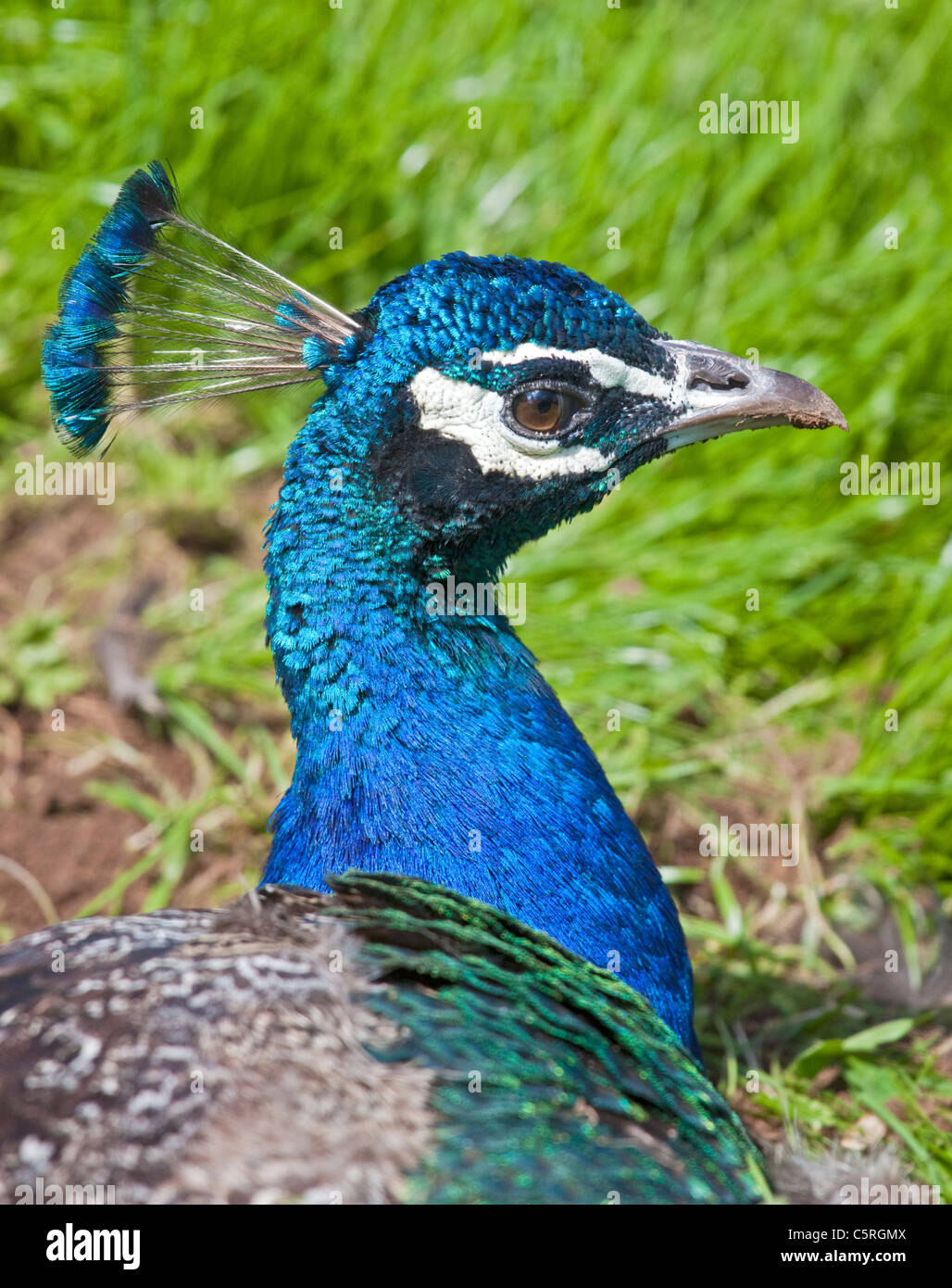 male-indian-peacock-stock-photo-alamy
