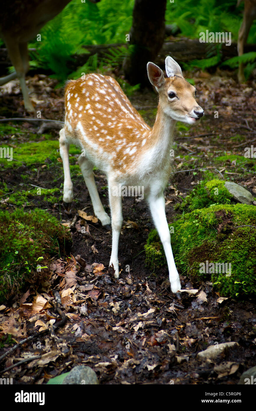 Menil fallow deer hi-res stock photography and images - Alamy