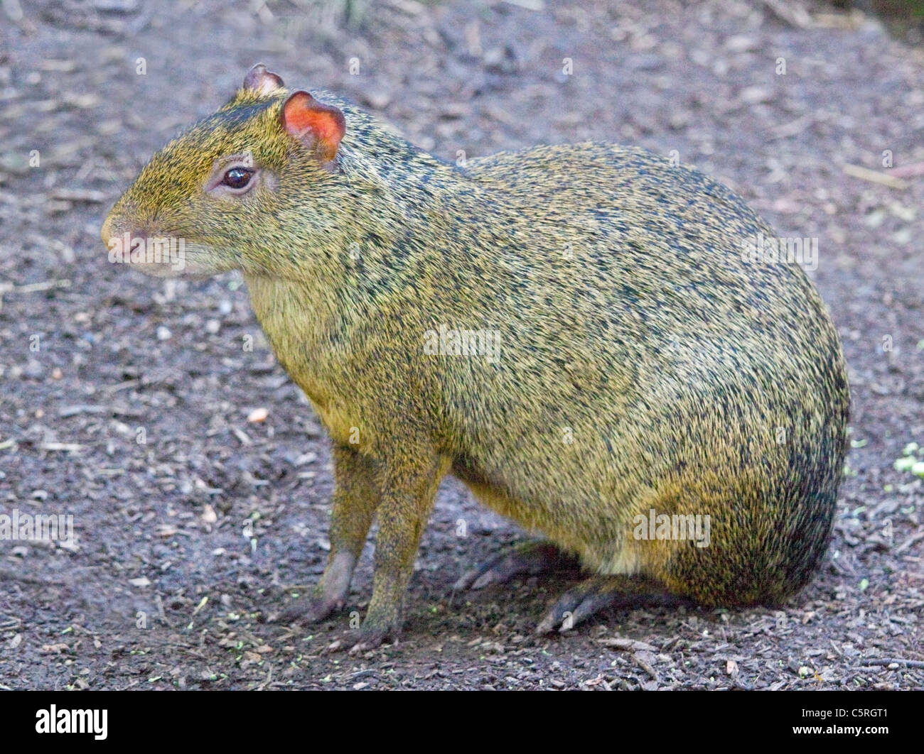 Azara's Agouti (dasyprocta azarae Stock Photo - Alamy