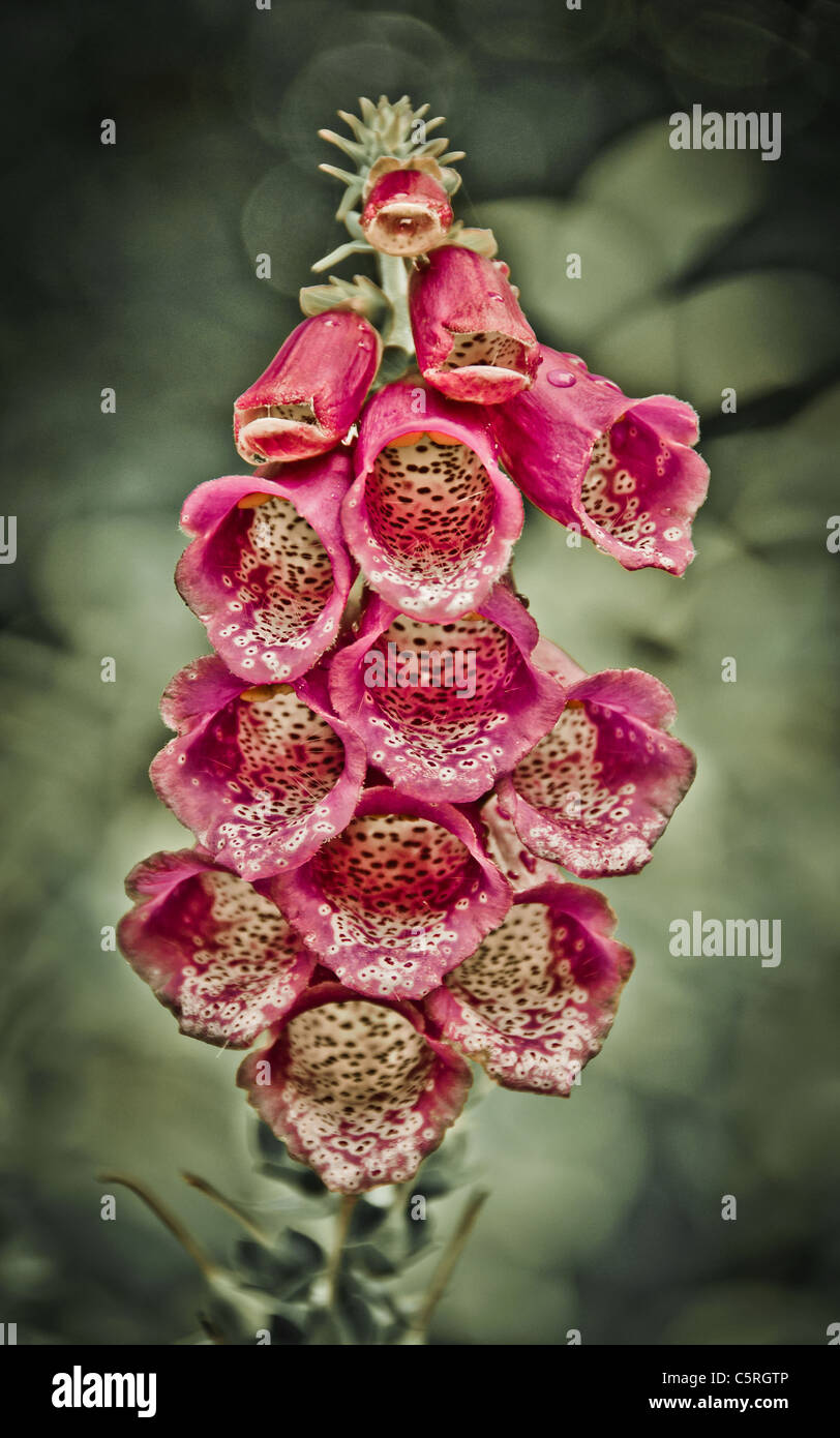 Stem of foxglove hi-res stock photography and images - Alamy