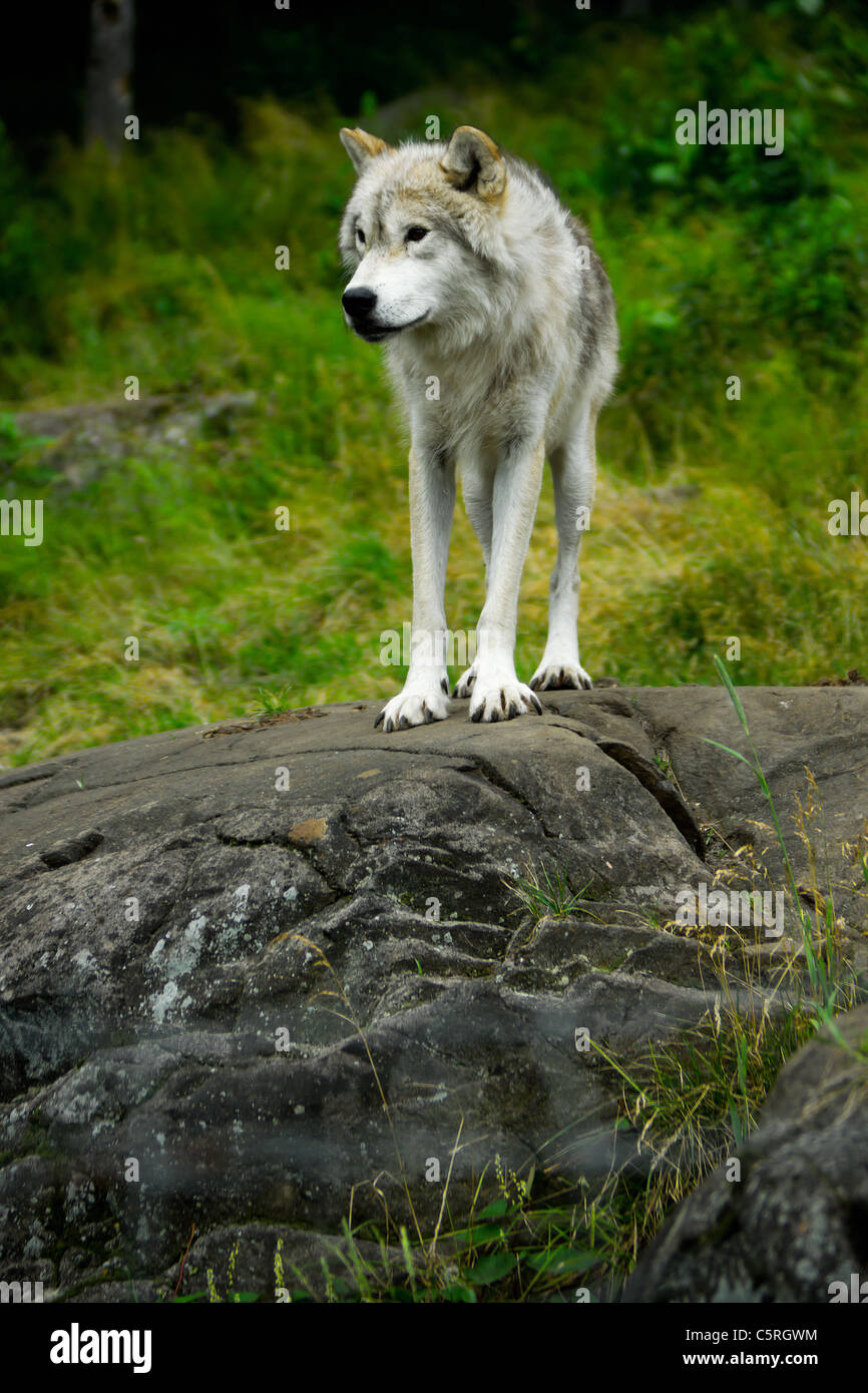 A gray wolf (Canis lupus) stands atop a large rock Stock Photo - Alamy