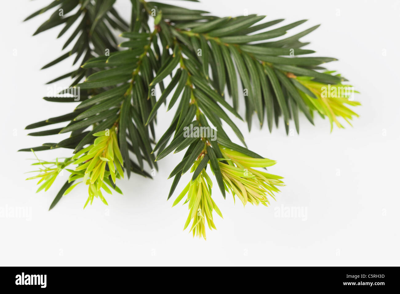English yew hi-res stock photography and images - Alamy